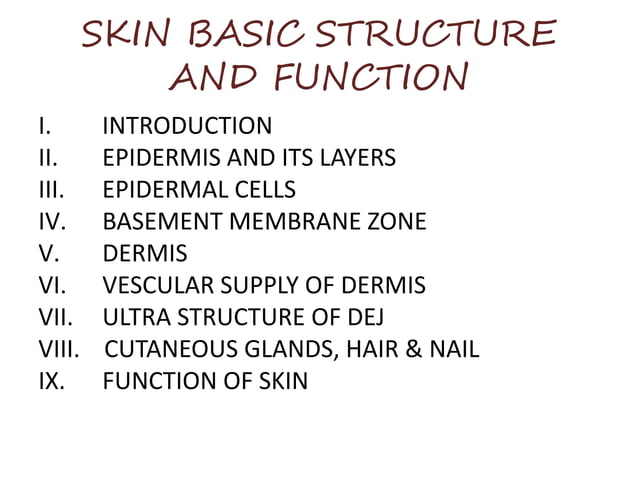 Skin basic structure | PPTX | Skin and Dermatology | Diseases and Conditions