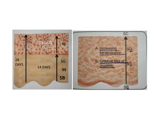 Skin basic structure | PPTX