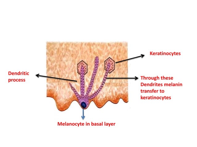 Skin basic structure | PPTX | Skin and Dermatology | Diseases and Conditions