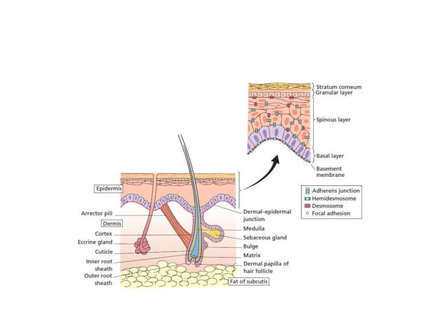 Skin basic structure | PPTX | Skin and Dermatology | Diseases and ...