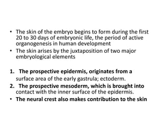 Skin basic structure | PPTX