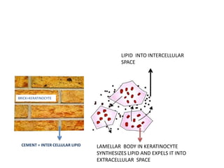 Skin basic structure | PPTX