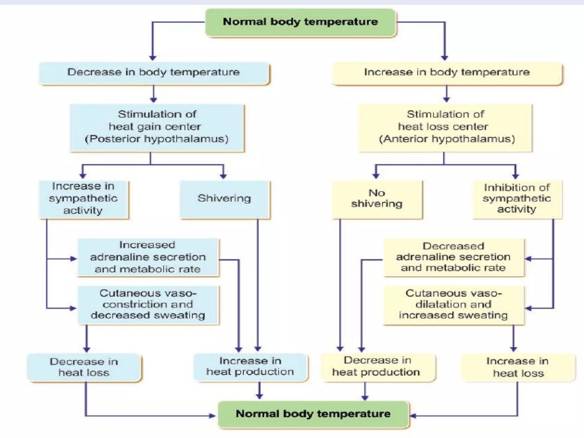Skin & body temp. | PPT | Endocrine and Metabolic Diseases | Diseases ...