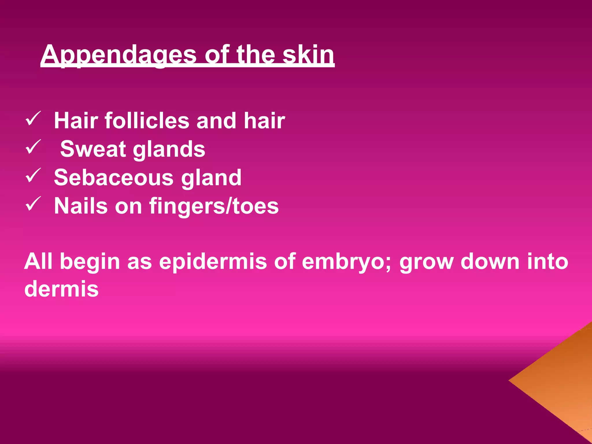 ANATOMY OF THE SKIN | PPTX | Skin and Dermatology | Diseases and Conditions