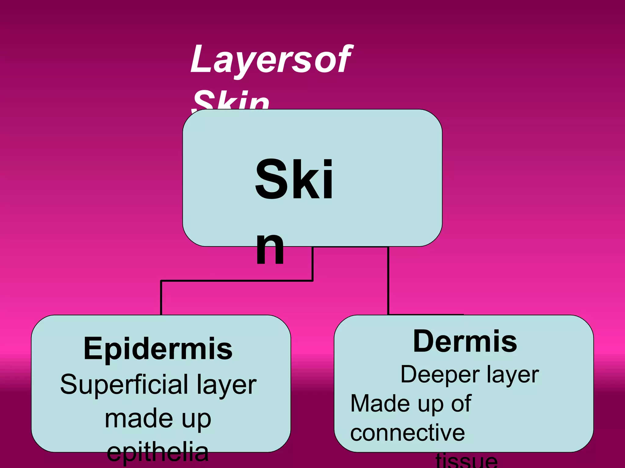 ANATOMY OF THE SKIN | PPTX | Skin and Dermatology | Diseases and Conditions