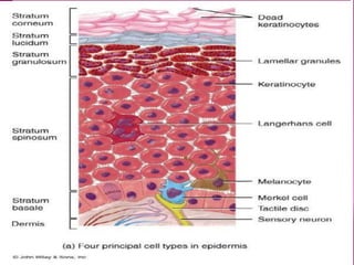 ANATOMY OF THE SKIN | PPTX