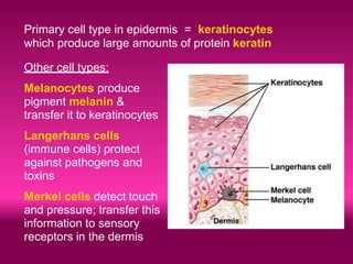 ANATOMY OF THE SKIN | PPTX