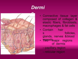 ANATOMY OF THE SKIN | PPTX