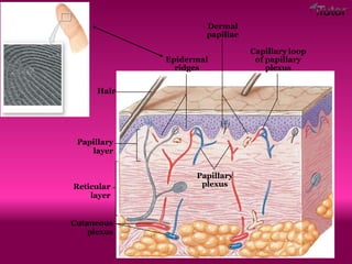 ANATOMY OF THE SKIN | PPT