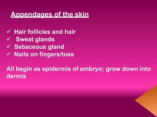 ANATOMY OF THE SKIN | PPT