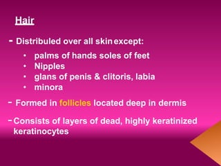 ANATOMY OF THE SKIN | PPTX | Skin and Dermatology | Diseases and Conditions