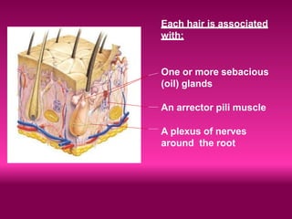 ANATOMY OF THE SKIN | PPTX