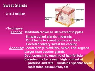 ANATOMY OF THE SKIN | PPTX | Skin and Dermatology | Diseases and Conditions