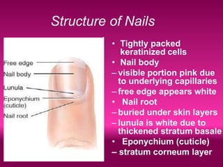ANATOMY OF THE SKIN | PPTX | Skin and Dermatology | Diseases and Conditions