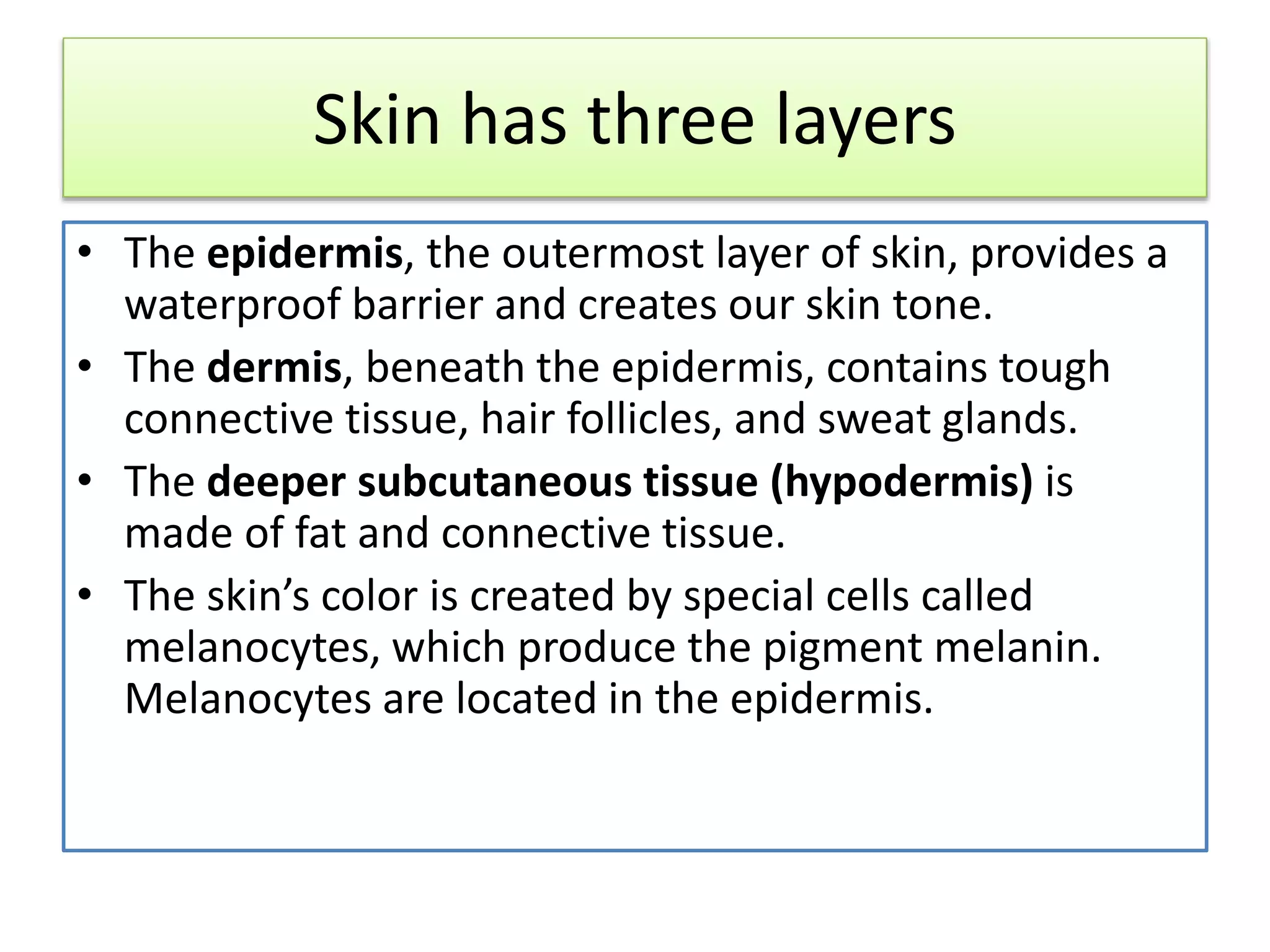 Skin care / Skin types / CTM / Skin tips | PPTX