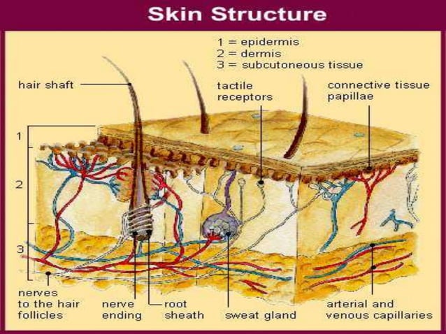 skin conditions with normal skin anatomy and physiology. | PPT