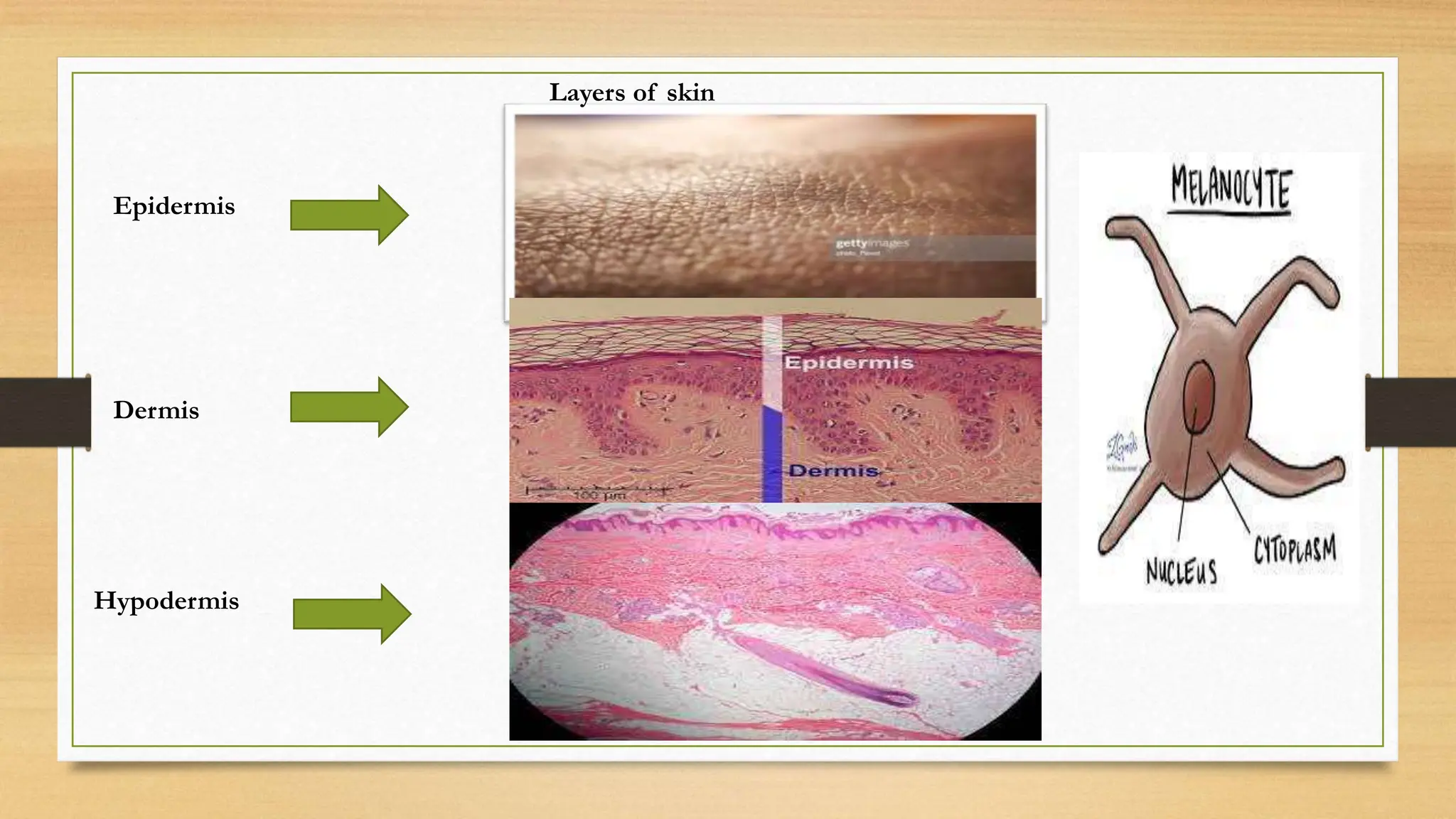Human Skin, physiology, skin types, skin disease and skin cure. Take a ...