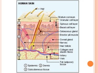 Skin disease brief overview | PPTX | Skin and Dermatology | Diseases ...