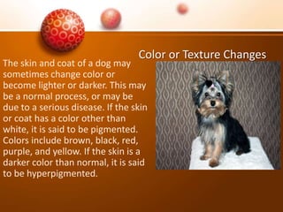 Skin disease in dogs | PPTX
