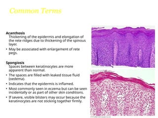 Common entities of dermatopathology of human | PPTX