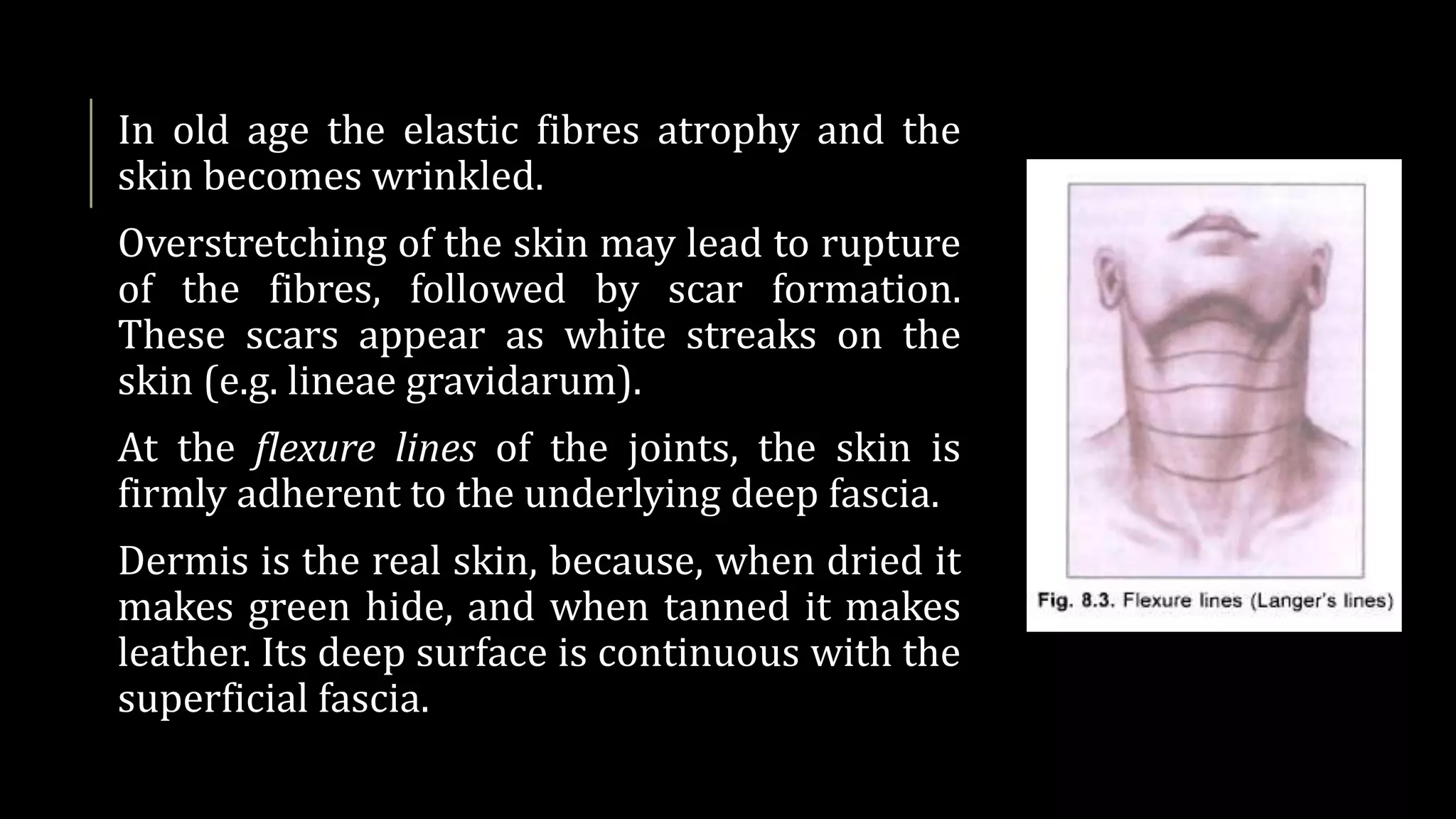 Skin and fascia | PPTX