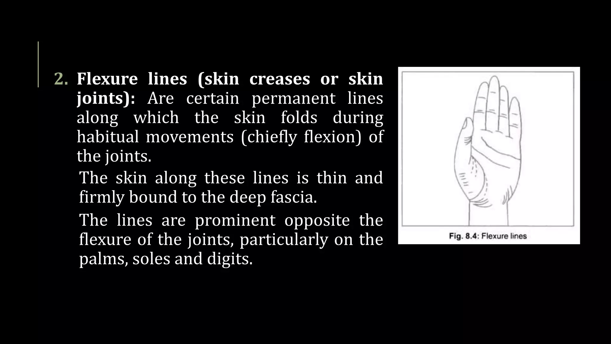 Skin and fascia | PPTX