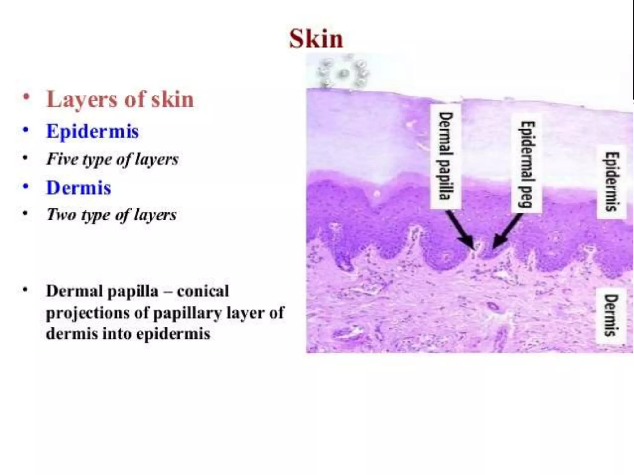 General anatomy of SKIN &FASCIA.pptx