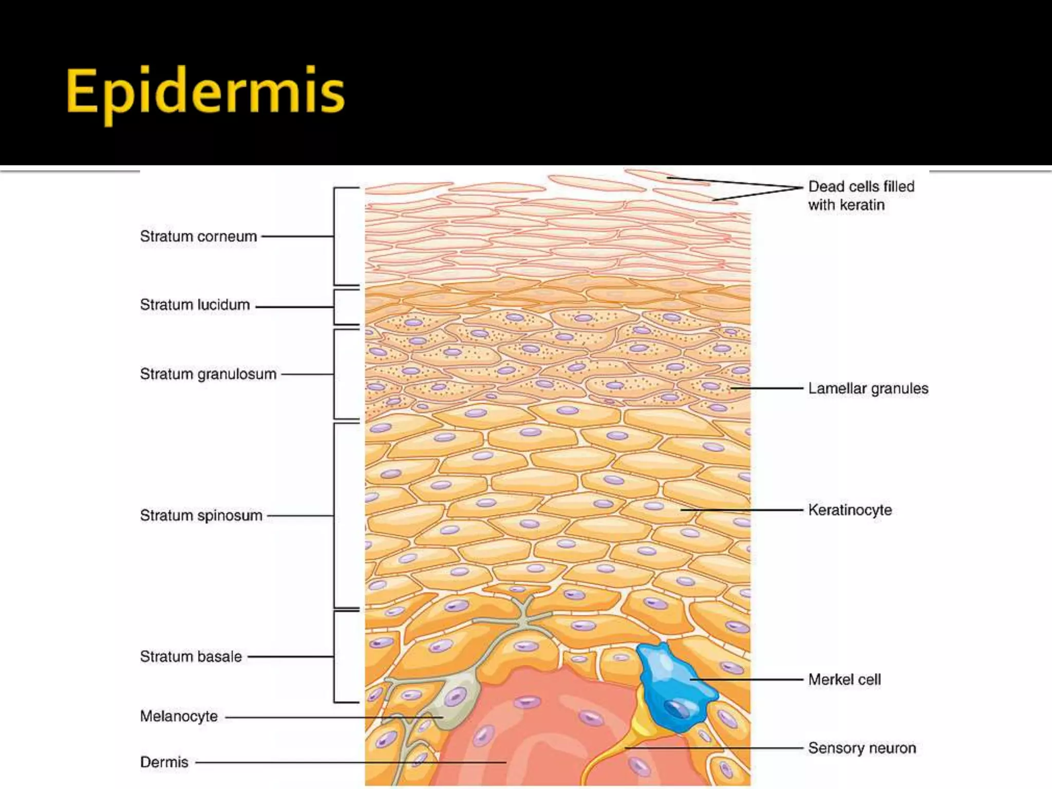General anatomy of SKIN &FASCIA.pptx | Skin and Dermatology | Diseases ...