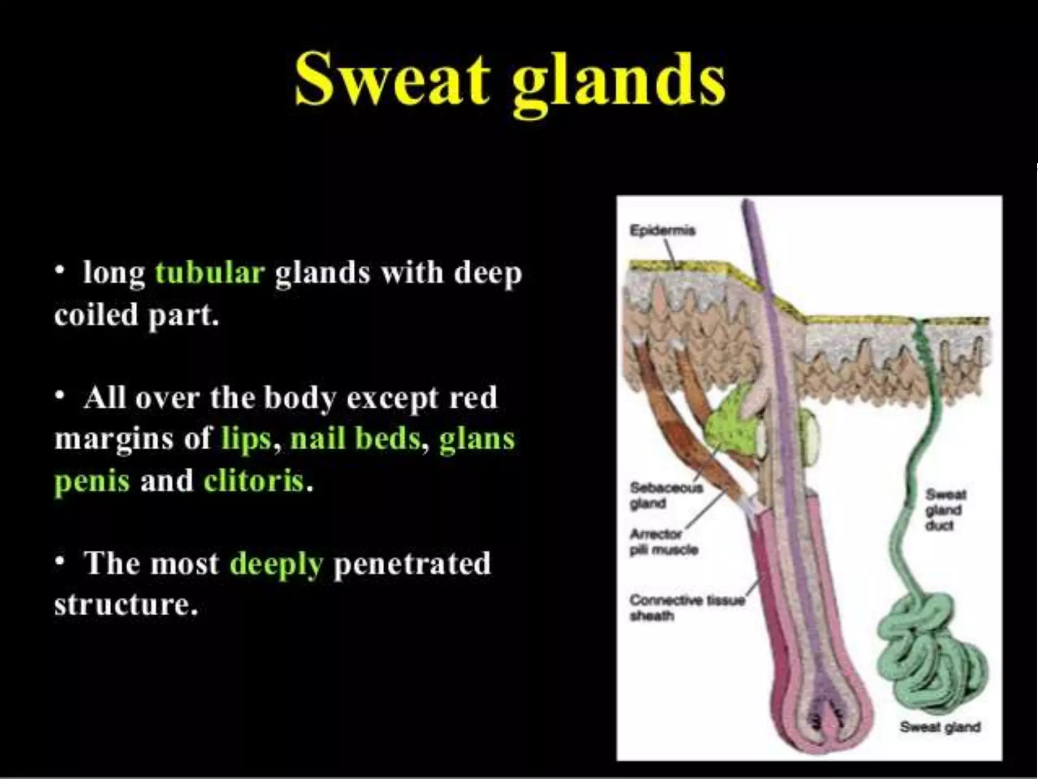 General anatomy of SKIN &FASCIA.pptx