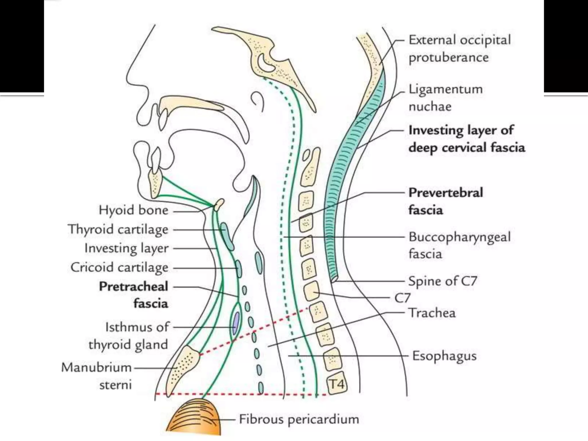 General anatomy of SKIN &FASCIA.pptx
