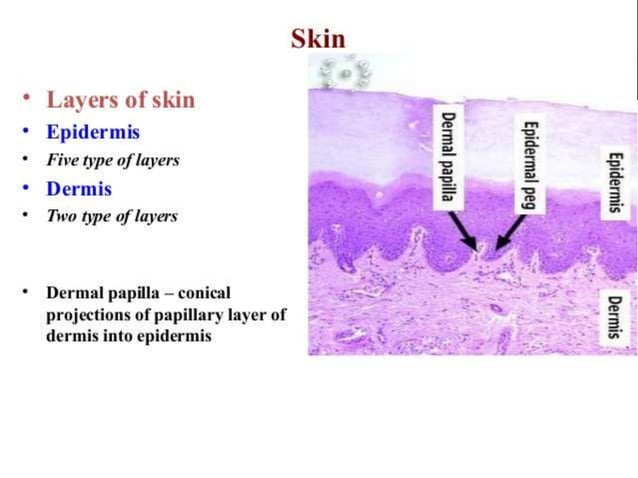 General anatomy of SKIN &FASCIA.pptx | Skin and Dermatology | Diseases ...