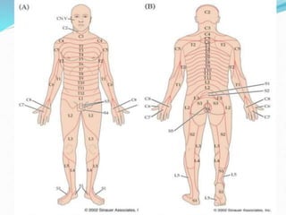 General anatomy of SKIN &FASCIA.pptx