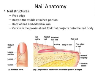General anatomy of SKIN &FASCIA.pptx