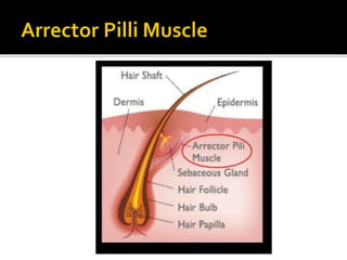 General anatomy of SKIN &FASCIA.pptx