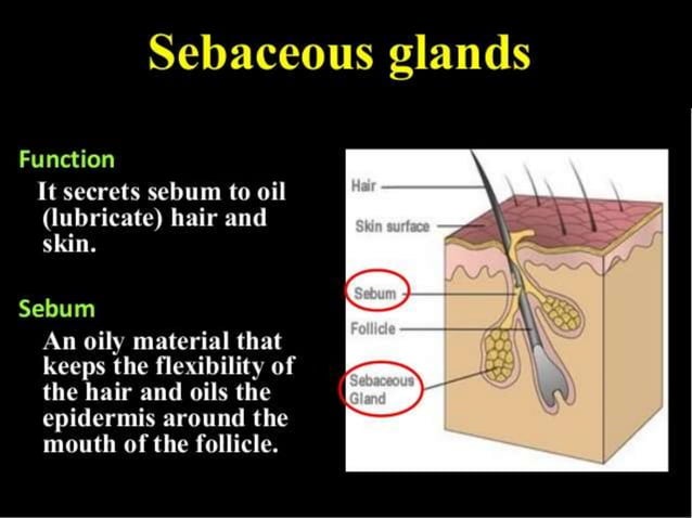 General anatomy of SKIN &FASCIA.pptx | Skin and Dermatology | Diseases ...