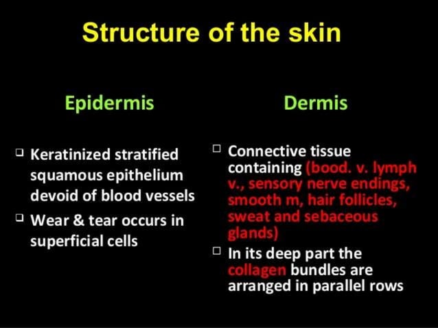 General anatomy of SKIN &FASCIA.pptx | Skin and Dermatology | Diseases ...