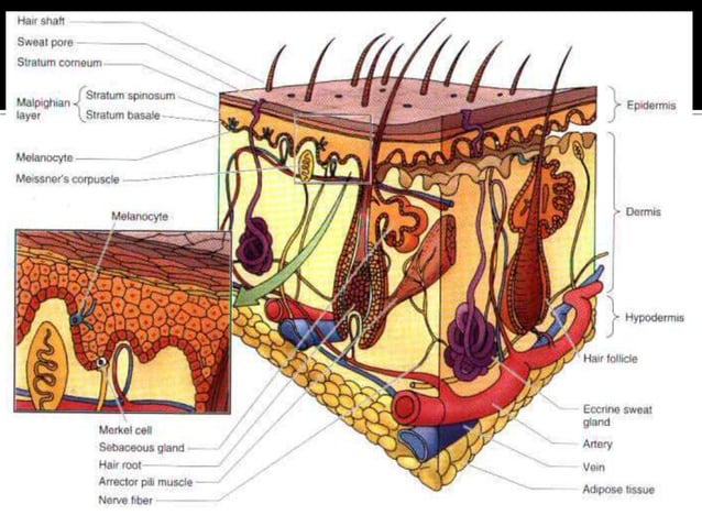 skin_&_fascia.ppt | Skin and Dermatology | Diseases and Conditions