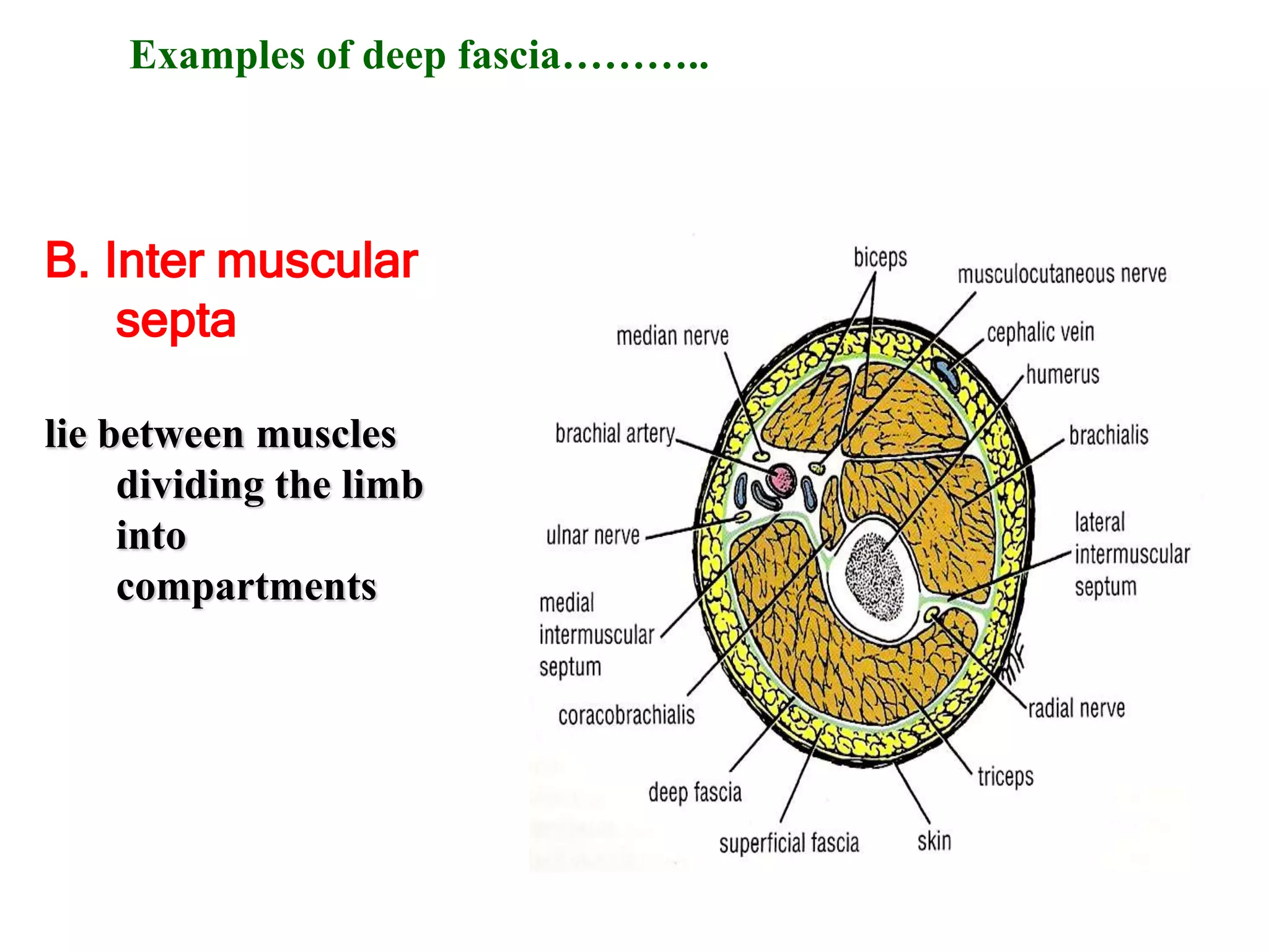 skin fascia.ppt