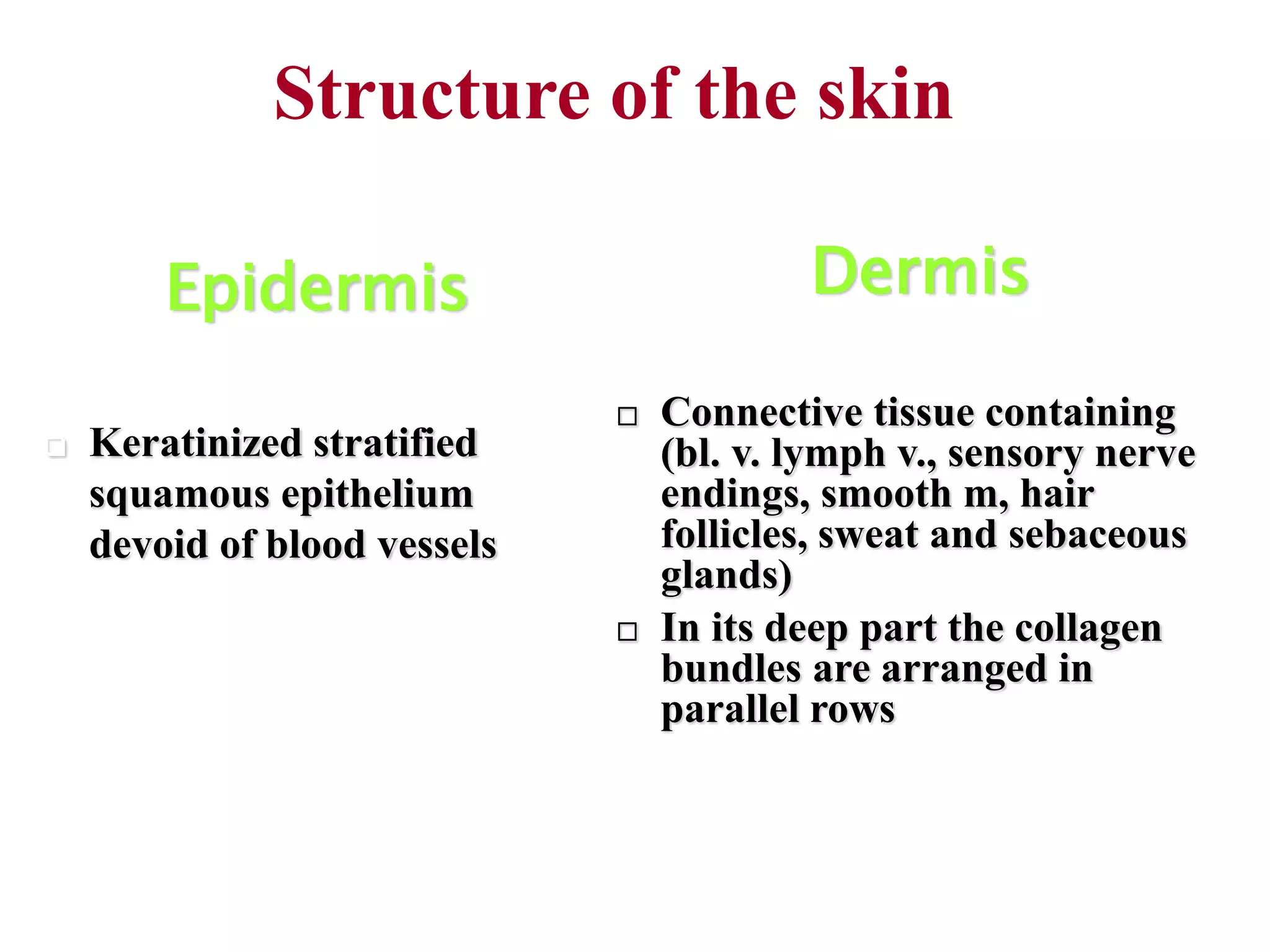 skin fascia.ppt