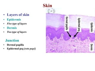 skin fascia.ppt