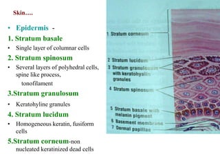 skin fascia.ppt