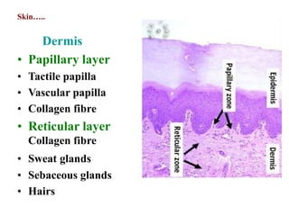 skin fascia.ppt
