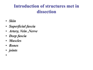 skin fascia.ppt