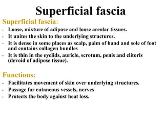 skin fascia.ppt