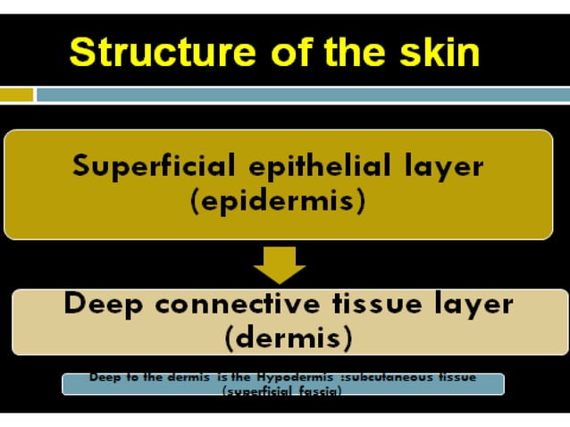 skin fascia.ppt