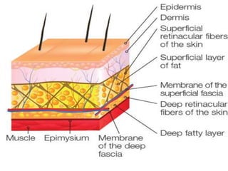 skin fascia.ppt