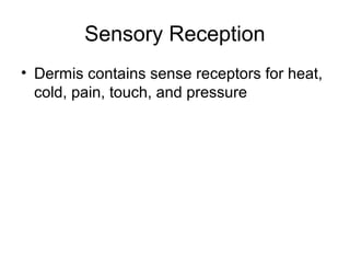 Skin functions | PPT