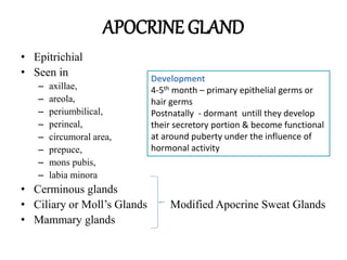 Skin and its glands | PPTX
