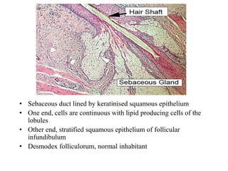 Skin and its glands | PPTX