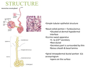 Skin and its glands | PPTX